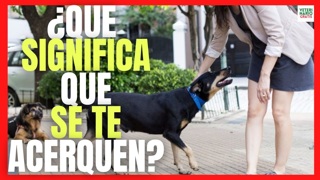 ¿Los perros perciben el tiempo de la misma manera que los humanos ...